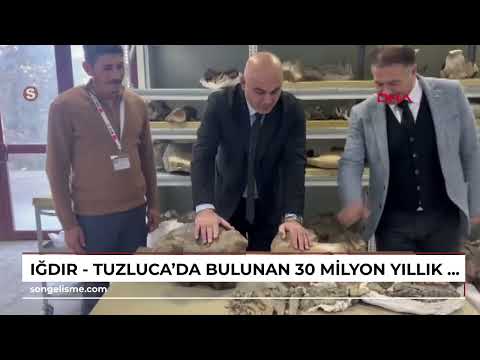Iğdır - Tuzluca’da bulunan 30 milyon yıllık dev gergedan fosili, MTA Tabiat Tarihi Müzesi’nde