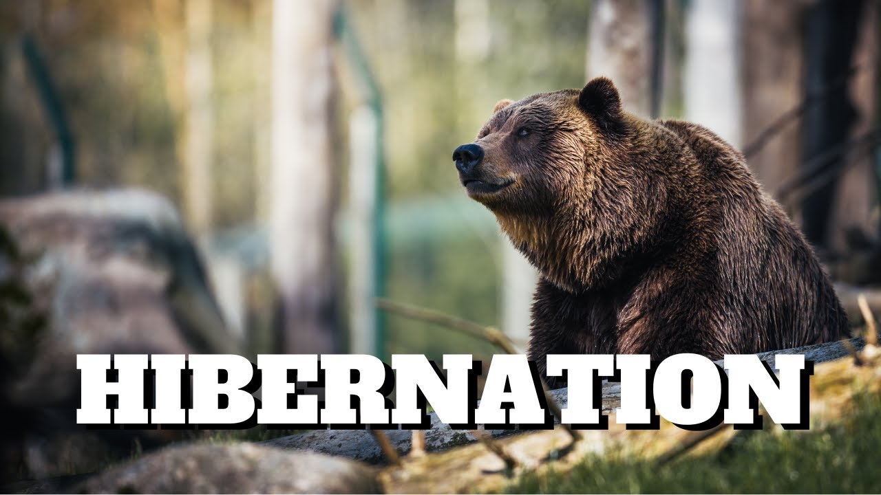 How do Grizzly Bears Prepare For Hibernation? - YouTube