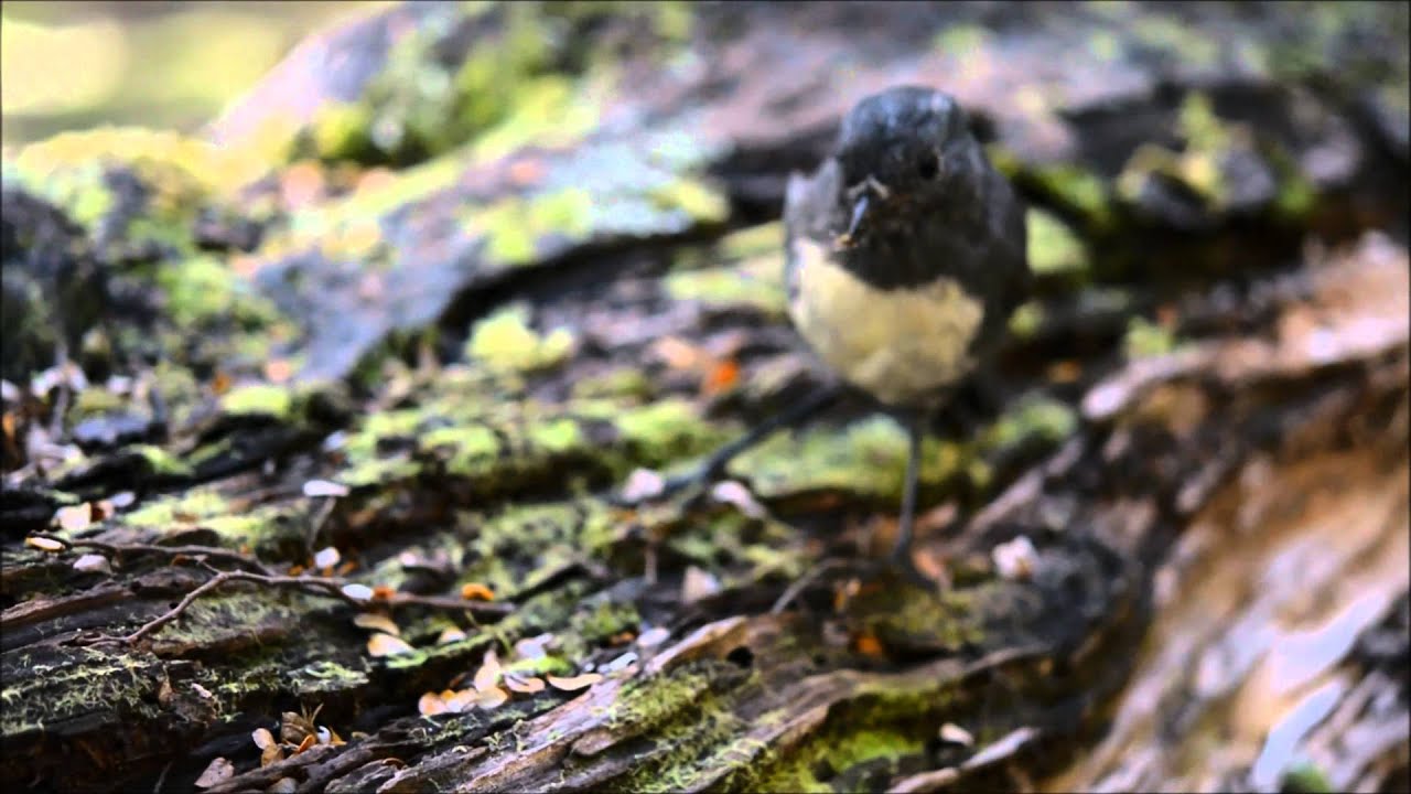 Friendly NZ Bush Robin (Toutouwai) - YouTube