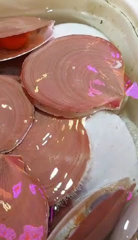 MOON SHELL/LAMPERONG #shorts#viral#trending#youtubeshorts#asmr#fyp ...