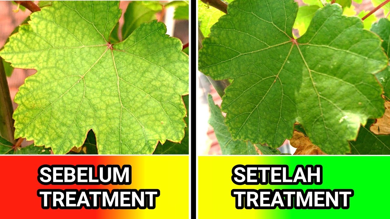 Tips Treatment Daun Anggur Kuning, Pucat - YouTube