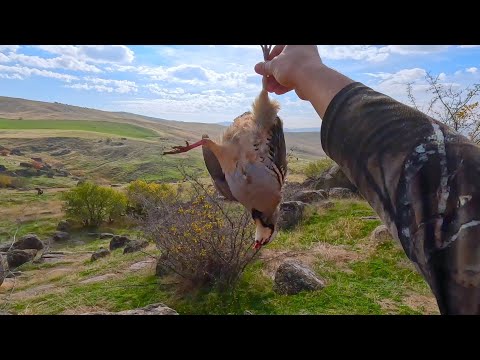 KINALI KEKLİK AVI. 2 GÜNLÜK. YENİ SEZON. #hunting #partridgehunt #harehunting 
