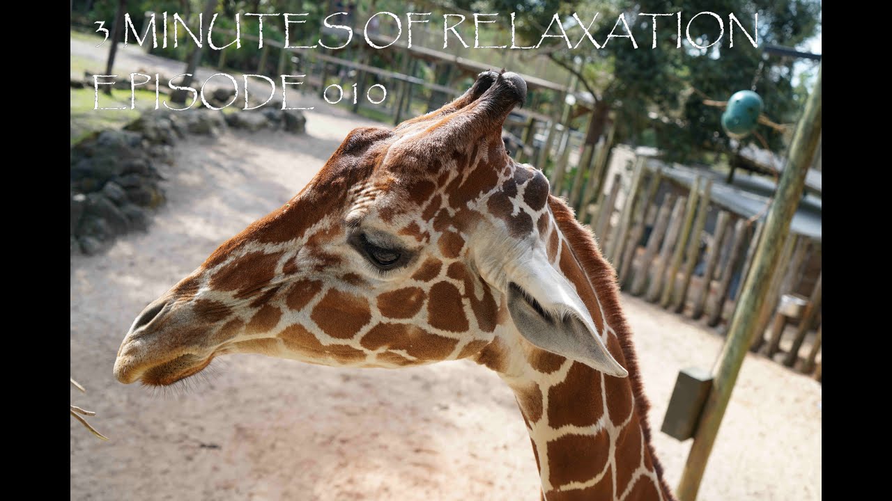 3 MINUTES OF RELAXATION EPISODE 010 FEATURING GIRAFFES - YouTube