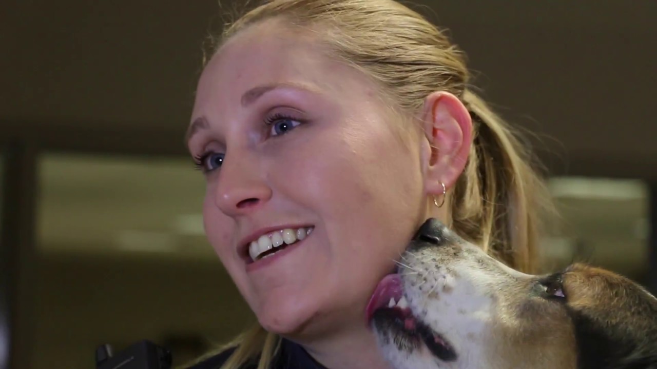 Meet Rusty, the Beagle-border collie cross keeping Calgary's airport ...