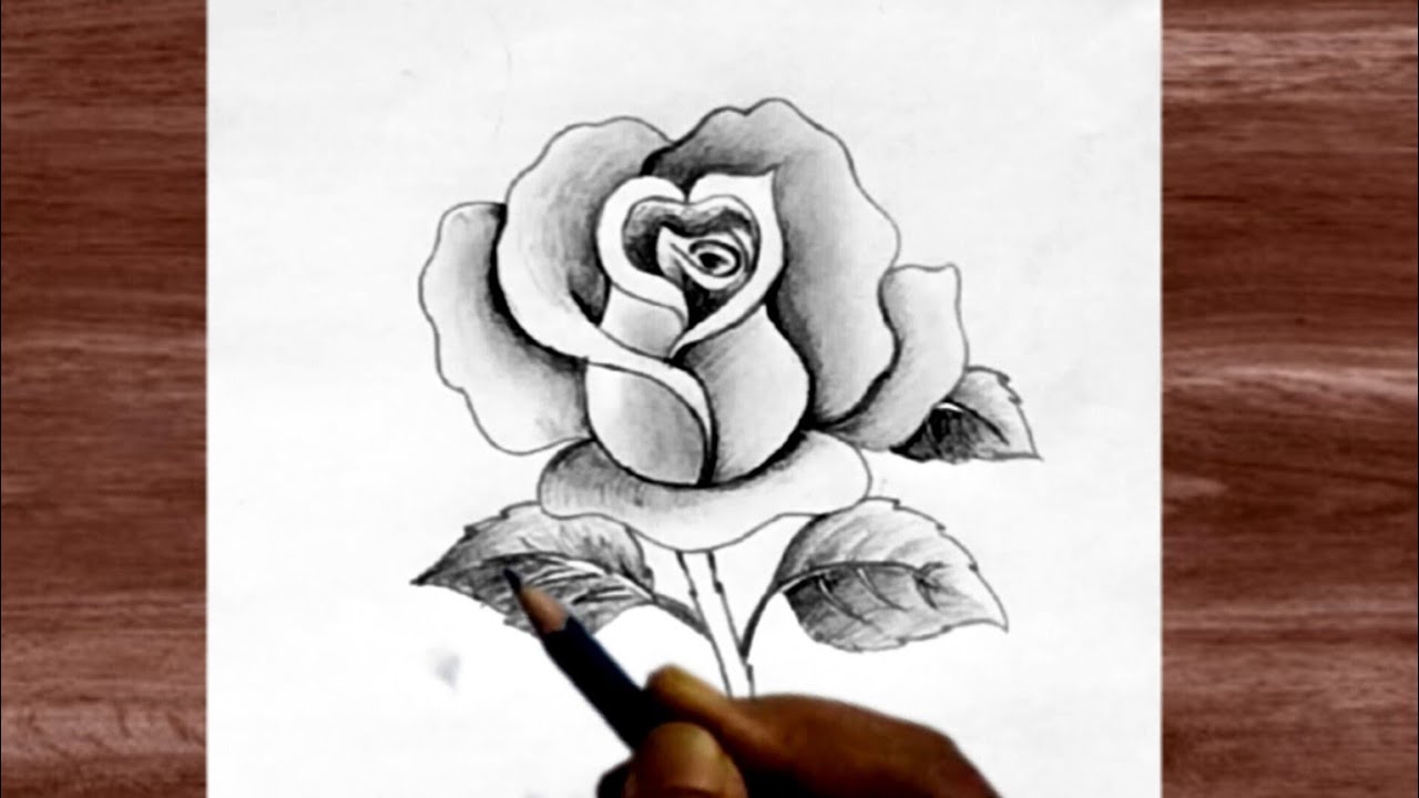 how to draw rose flower with pencil easy 🌹rose flower drawing easy step ...