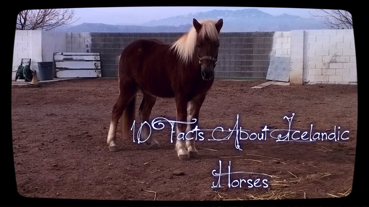 10 Facts About Icelandic Horses YouTube 10-facts-about-icelandic-horses-youtube