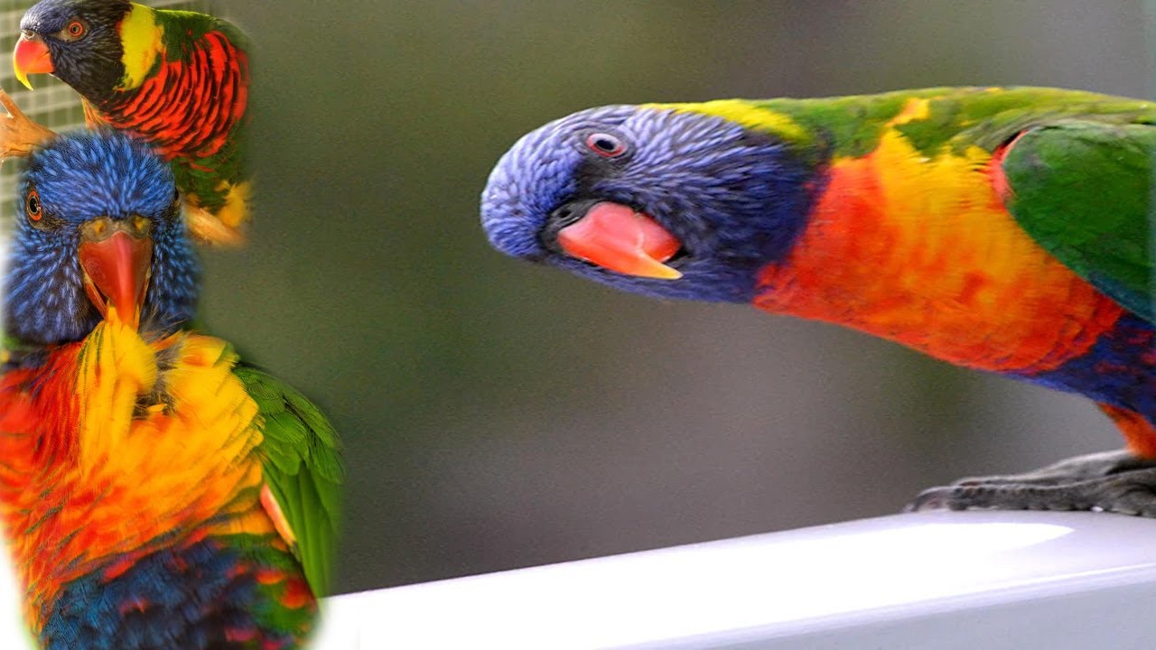 Rainbow Lorikeet bird Parrot Dancing After Eating Sugarcane lorikeet Vlog Day # 1 - YouTube