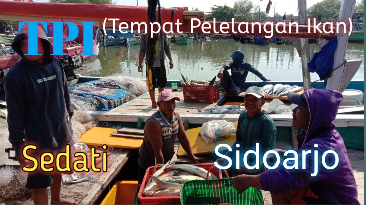 Berburu Ikan Segar di TPI Sedati Sidoarjo. - YouTube