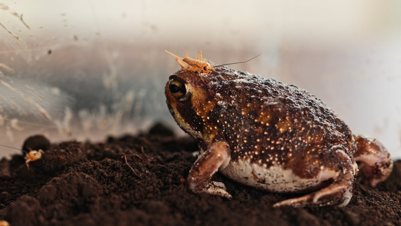 Feeding Potato Fairies 🐸 - YouTube