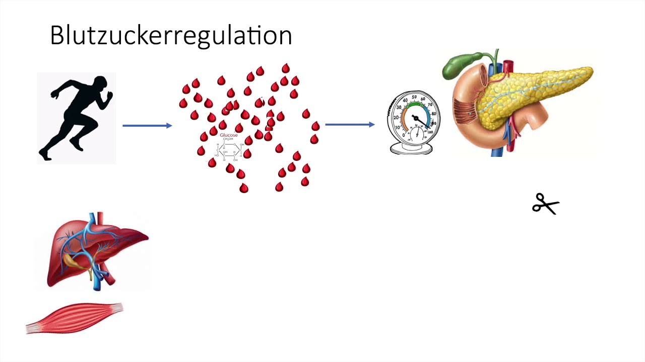 Lernvideo Blutzucker-Regulation 3 - YouTube