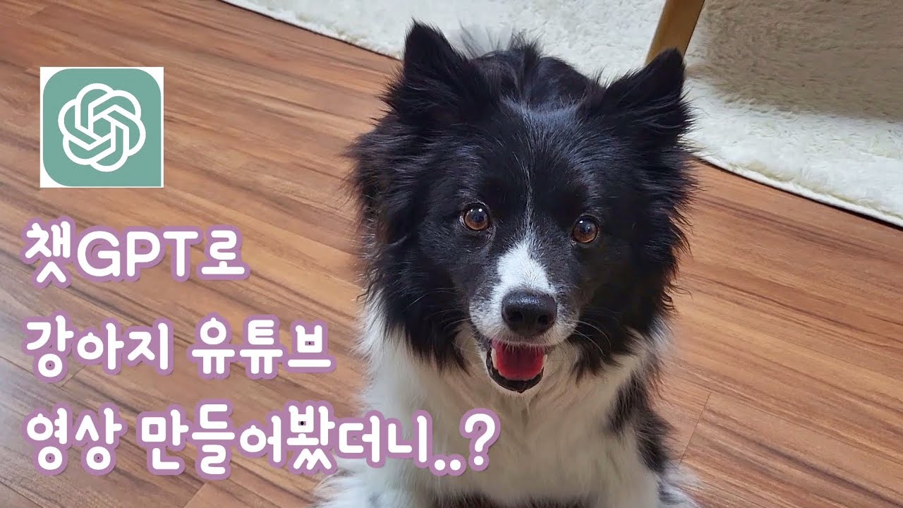 챗gpt로 강아지 유튜브 영상을 만들어봤는데 보더콜리 양순이 Youtube