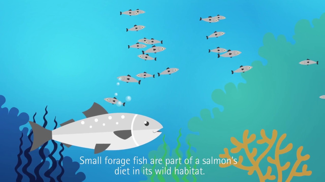Silverside Premium Pacific Salmon by Ventisqueros - YouTube