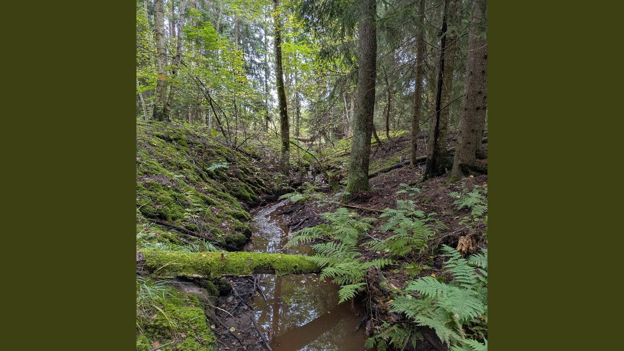 Falling Leaves - Per-Anders Nilsson: Song Lyrics, Music Videos & Concerts