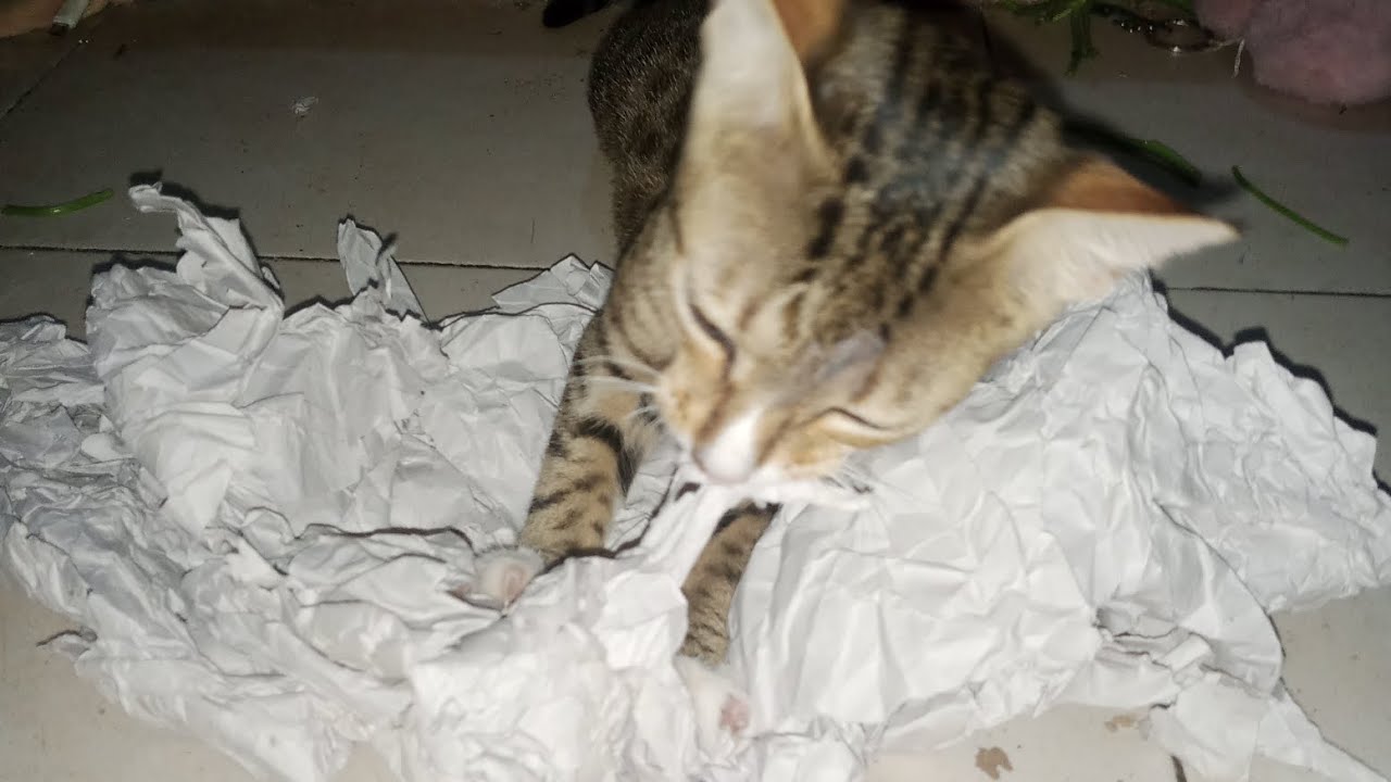 List of things your cat can naturally play with.eg paper - YouTube