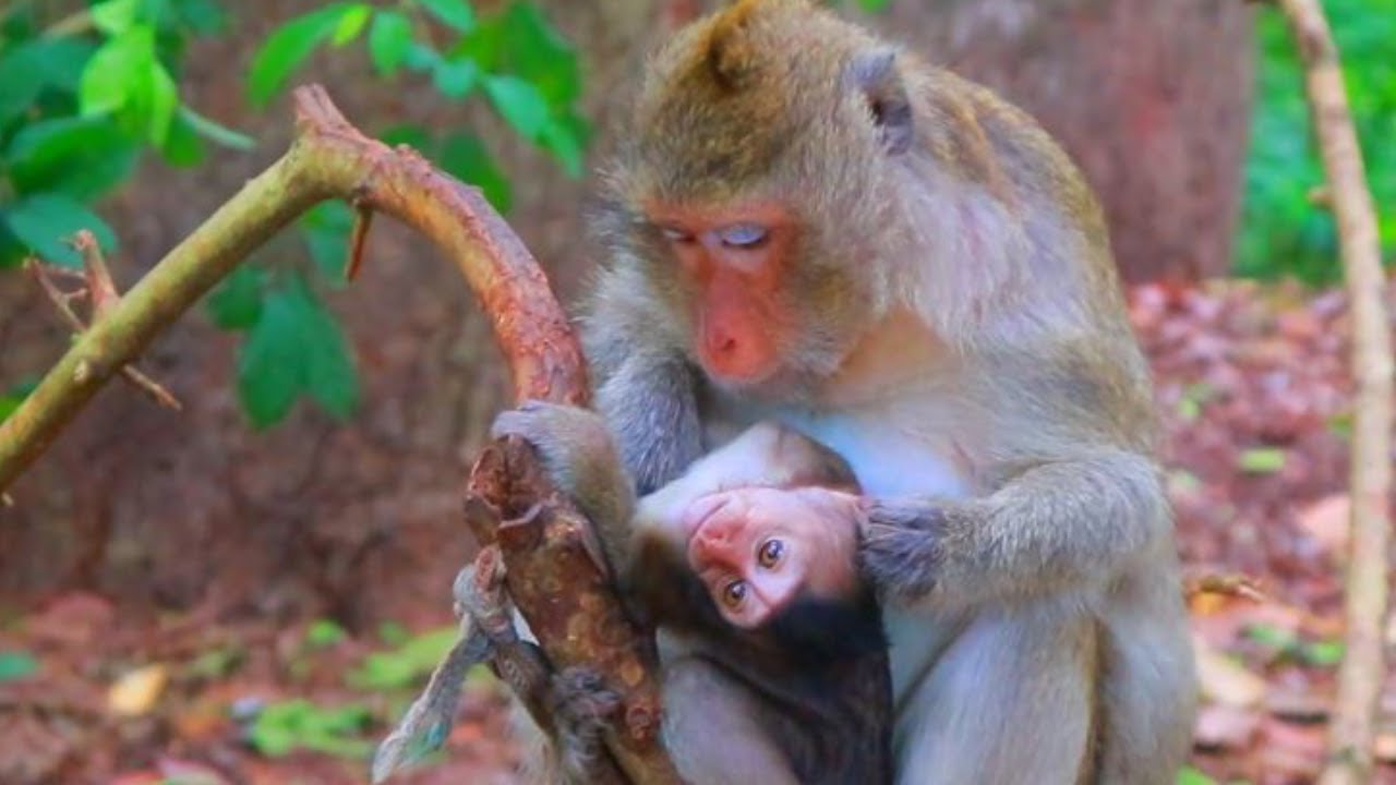 Little Evelyn Once Mama Elsa Grooming | The monkeys - YouTube