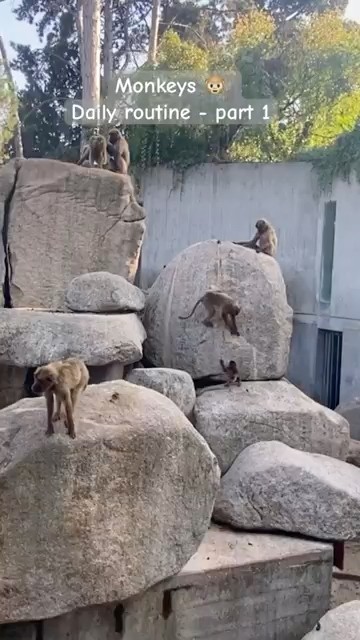 Monkeys 🐵 Daily routine - part 1 - YouTube