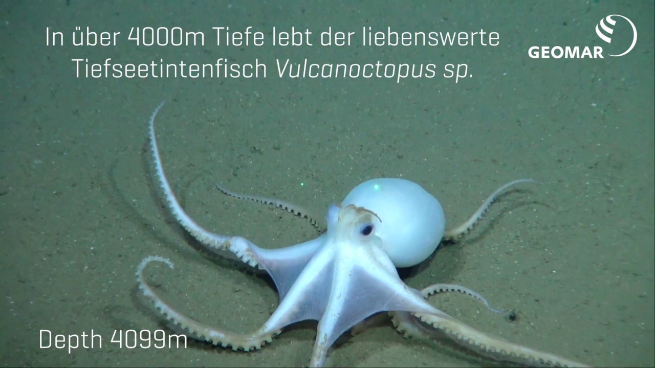 Hydrothermal Vent Octopus