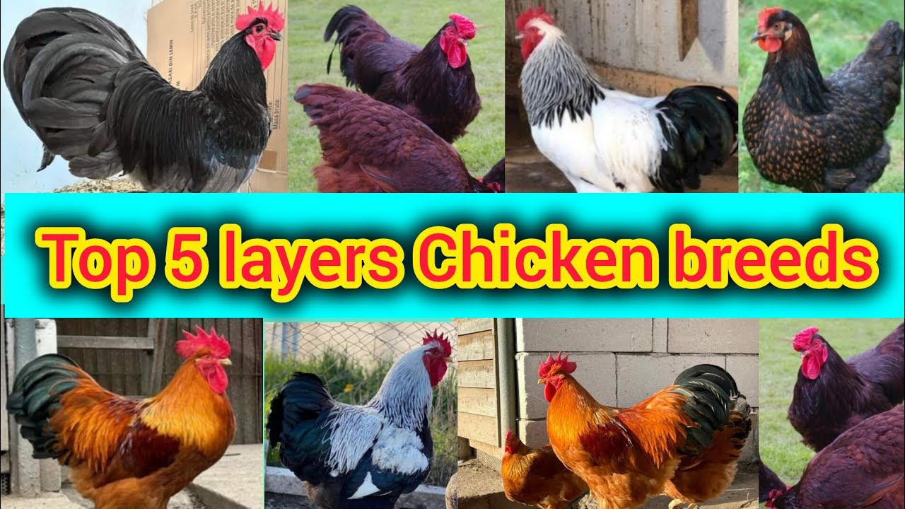 Top 5 layers Chicken breeds || 300 plus eggs per year | black ...