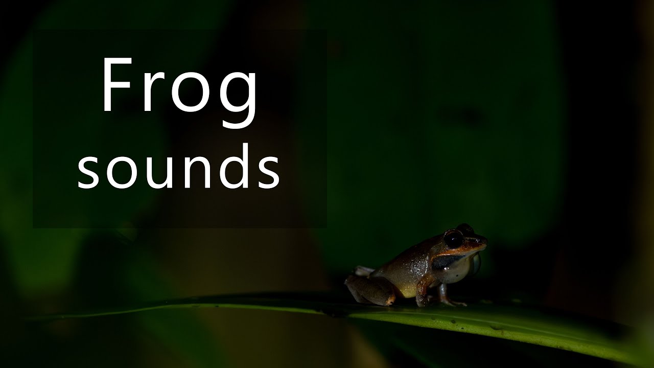 The sounds of a swamp in Madagascar's rainforest - YouTube