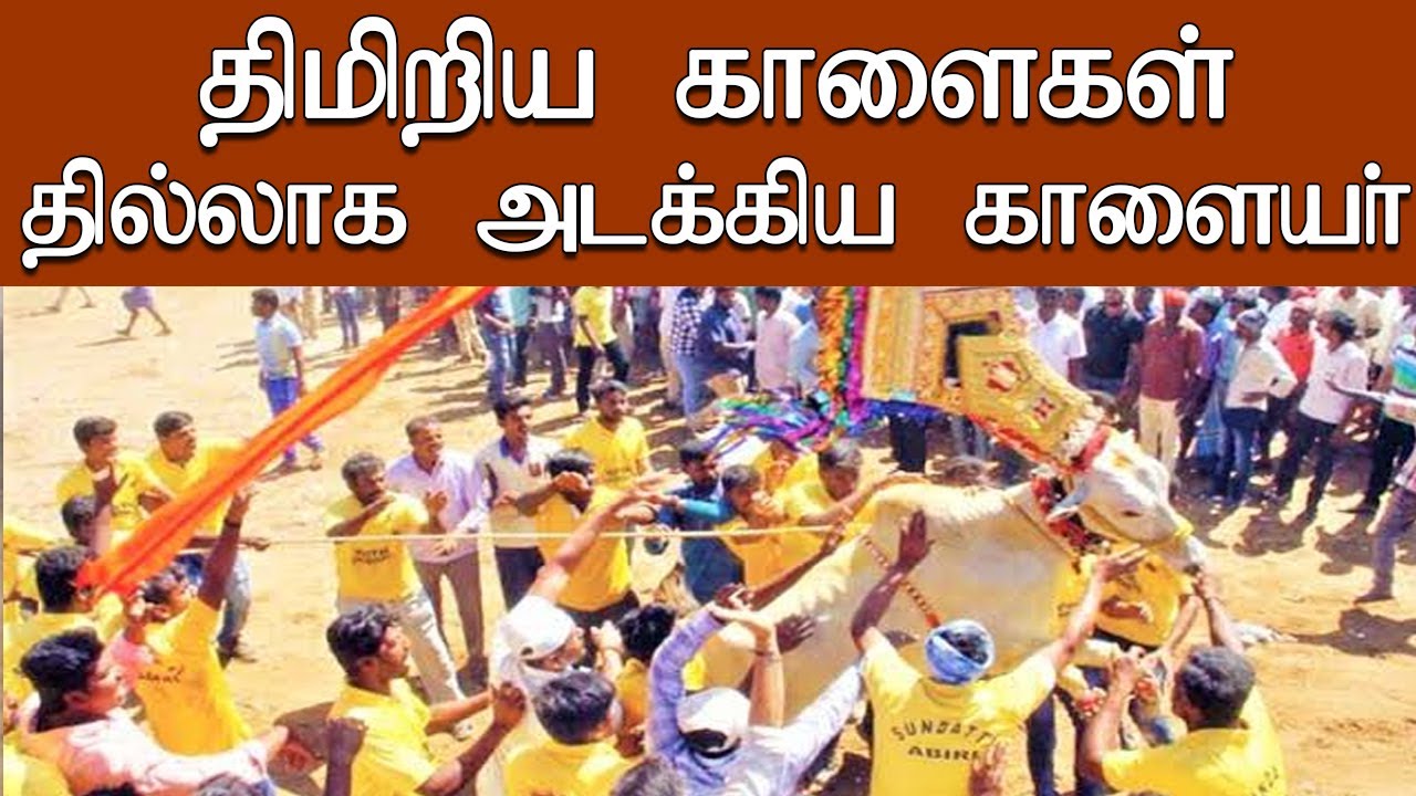Eruthu Vidum Thiruvizha 2020 | சூளகிரியில் தூள் கிளப்பிய எருது விடும் ...