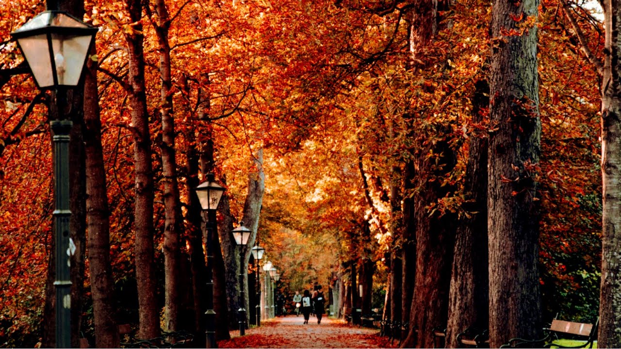 Fall colors ambience with virtual hike / birds chirping / soft piano 4K ...