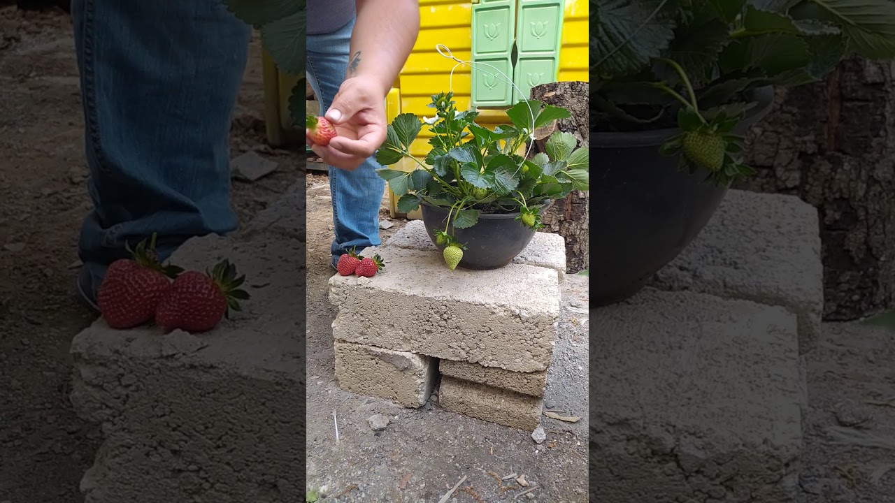 Como Cultivar Fresas Youtube