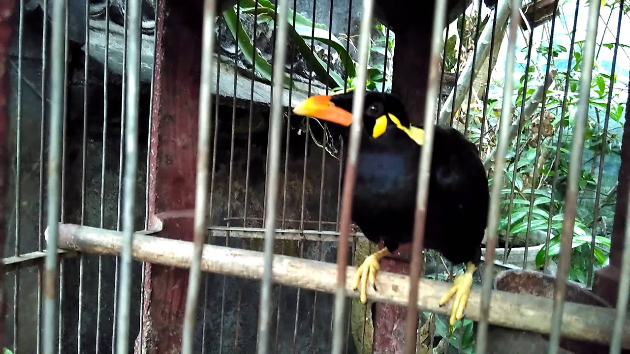 This Balinese Black Bird can say Om Swastiastu to greet you in Bali ...