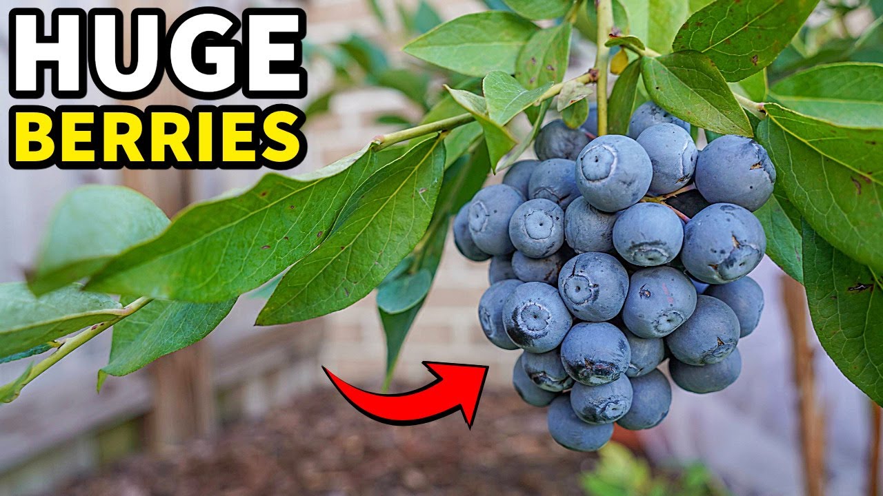These Are The BIGGEST Blueberries I've Ever Seen! - YouTube