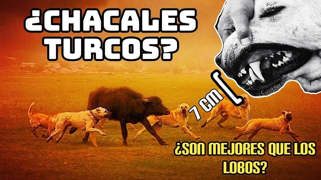 ¿MAS FUERTES Y PELIGROSOS QUE LOS LOBOS SALVAJES? - YouTube