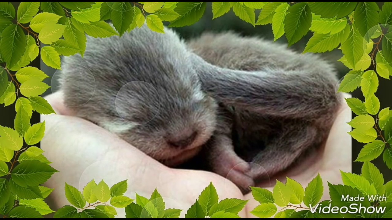 BÉBÉS ANIMAUX TROP MIGNONS Compilation - YouTube