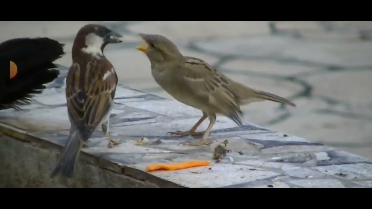 pardal alimentando os filhotes - YouTube