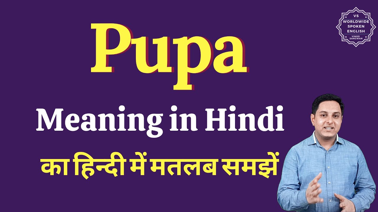Pupa meaning in Hindi | Pupa ka matlab kya hota hai | English ...