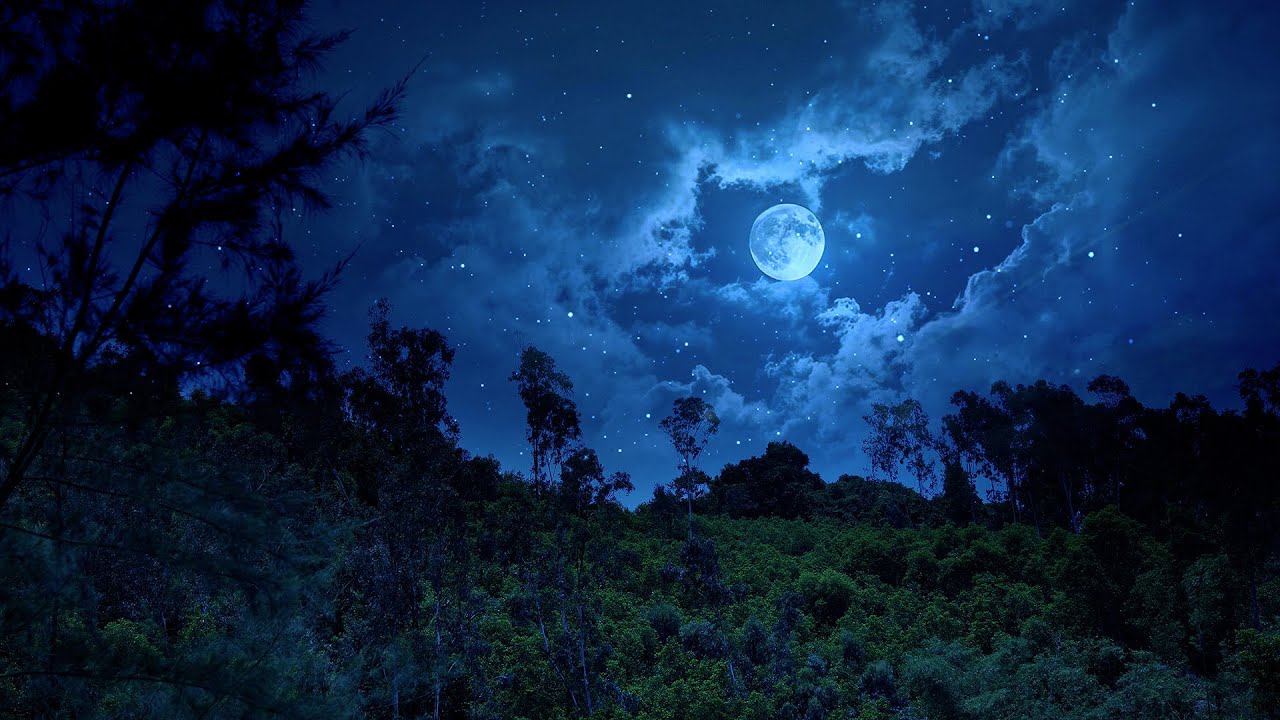 Night Forest Sounds | Crickets, Frogs, Calming Nature Sound, White ...