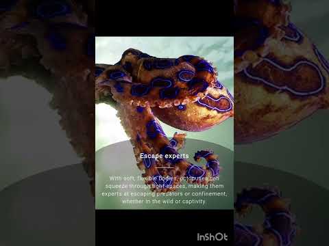 THE DEVIL FISH# octopus🐙@sheikhmimran - YouTube