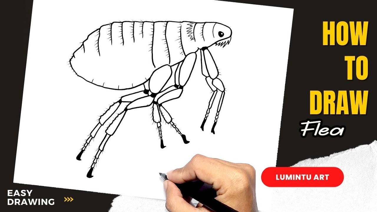 How to draw Flea - Easy Drawing Flea - YouTube