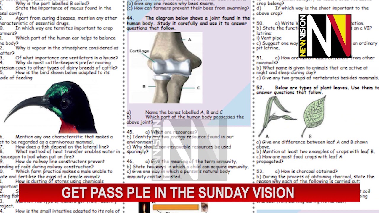 Pass PLE in the Sunday Vision July 19 2020 - YouTube