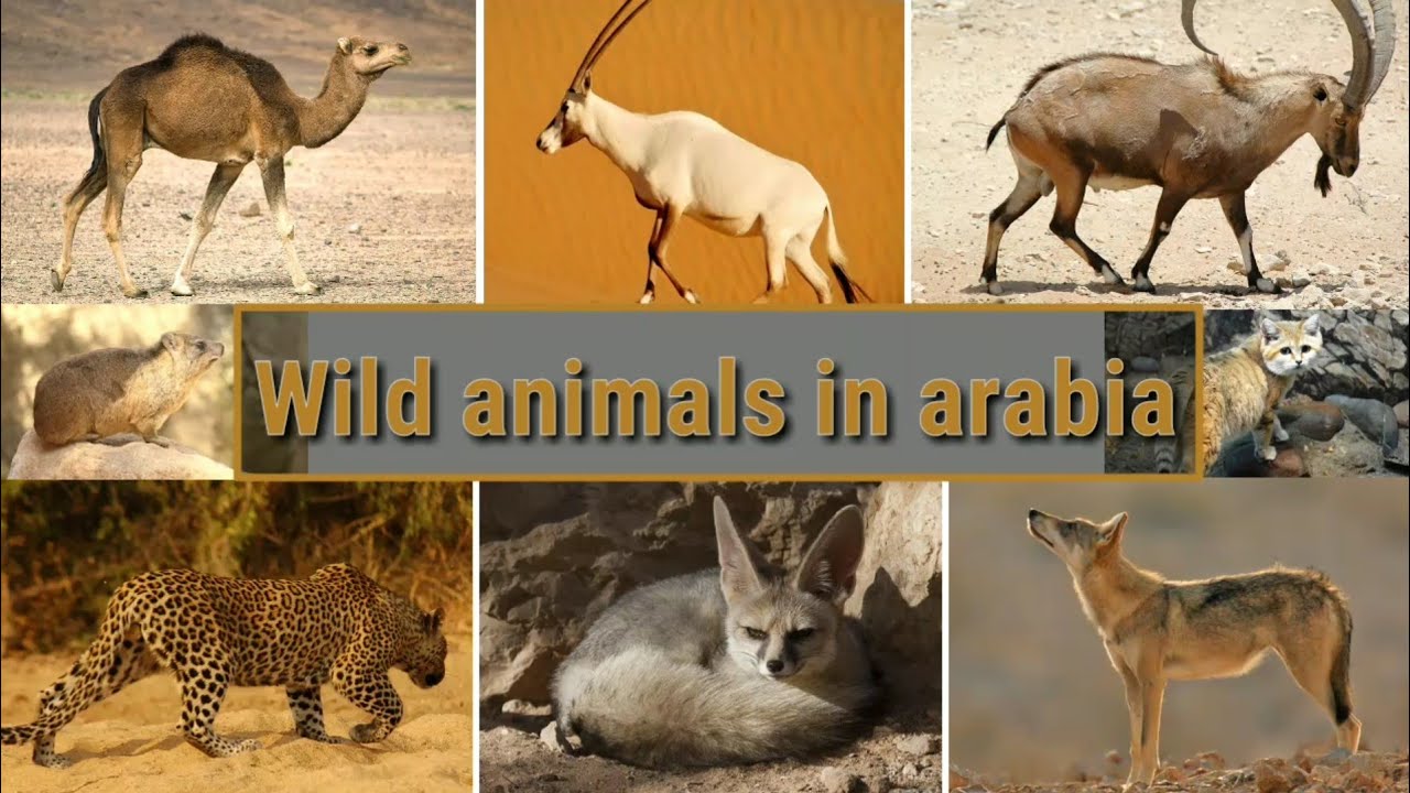 Wild Animals In Arabia - YouTube