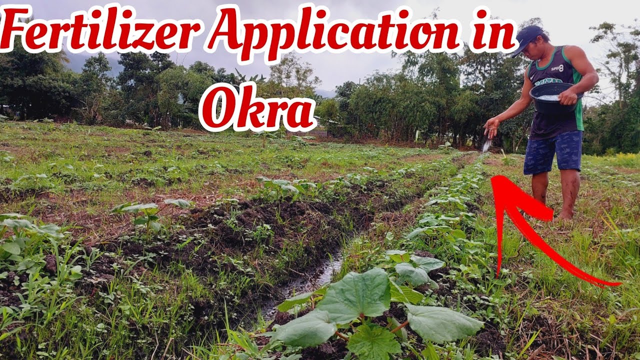 Fertilizer Application in Okra Farming - YouTube