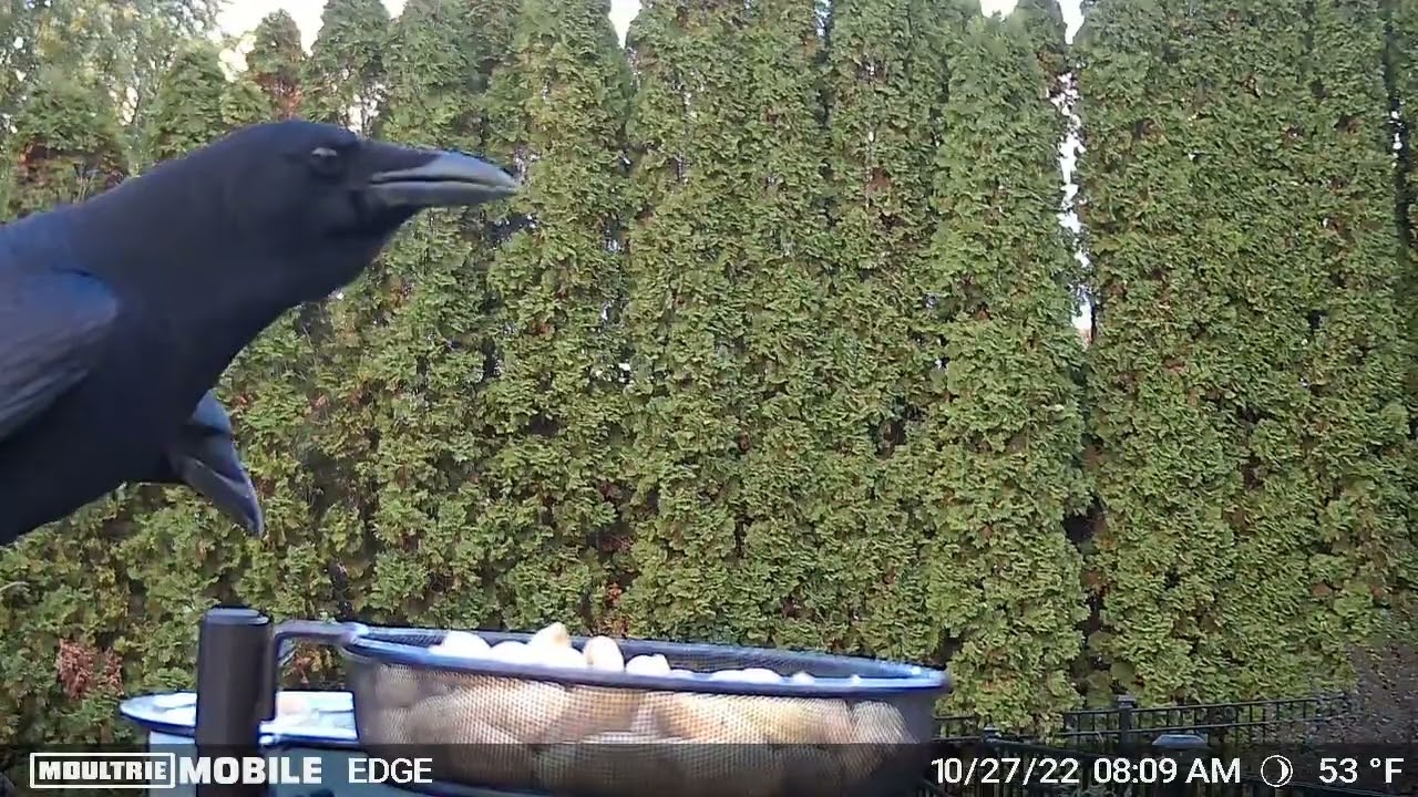crow loving peanuts - YouTube
