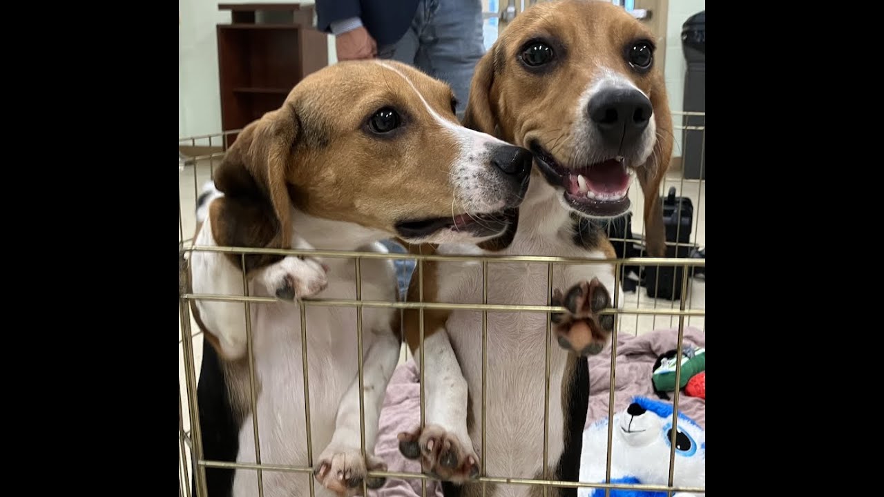 Adorable beagle pups saved from lab testing find hope at N.J. shelter ...