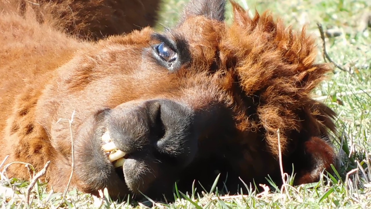 Close up of chewing alpaca laying down soaking up sun! Addie Acres ...