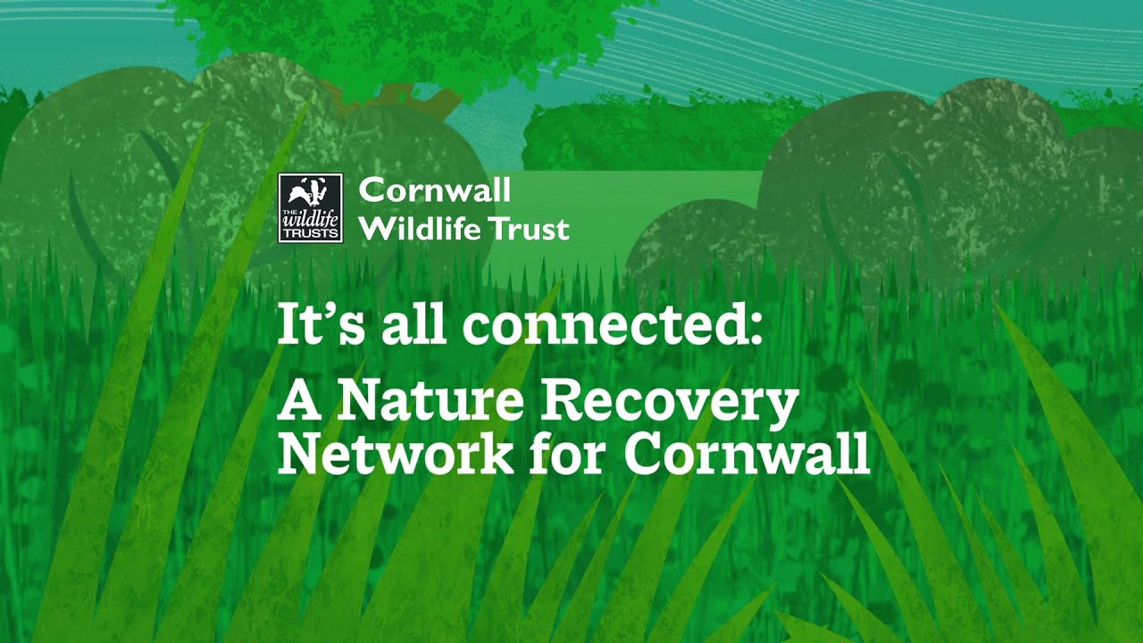It’s all connected: a Nature Recovery Network for Cornwall - YouTube