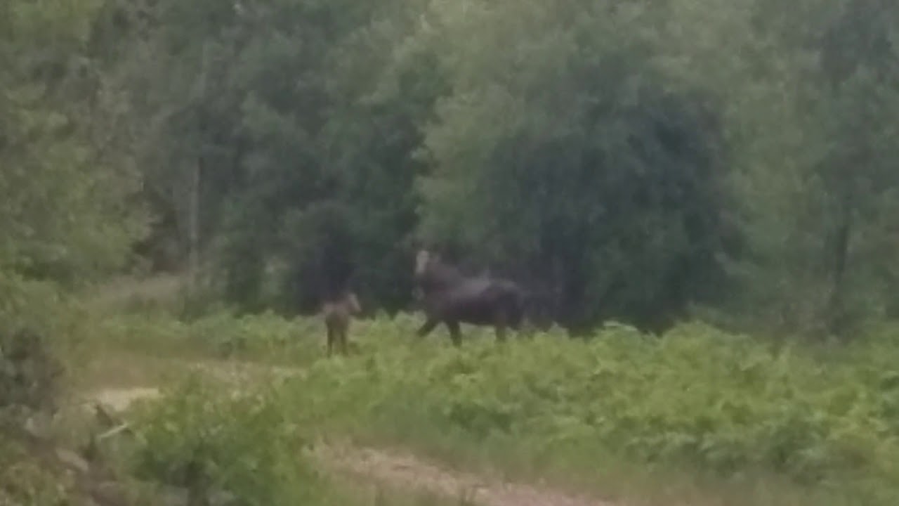 North Idaho Moose - YouTube