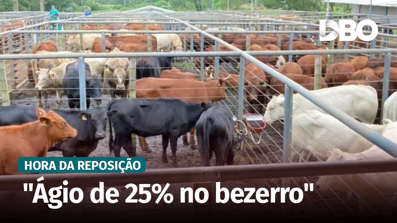 Bezerros caros, boi magro sumido: o que está acontecendo em SC? - YouTube