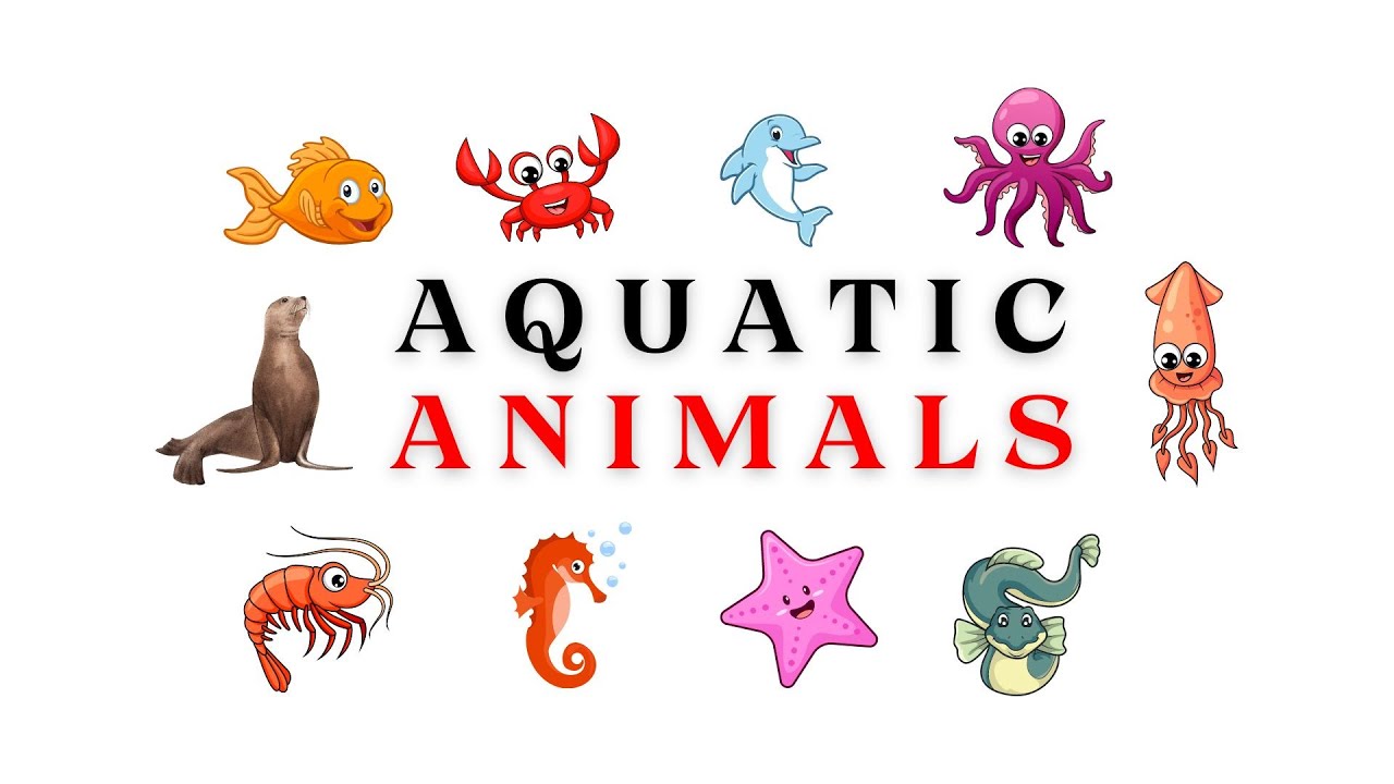 Aquatic Animals Vocabulary -Sea Animals Name In English With Pictures ...