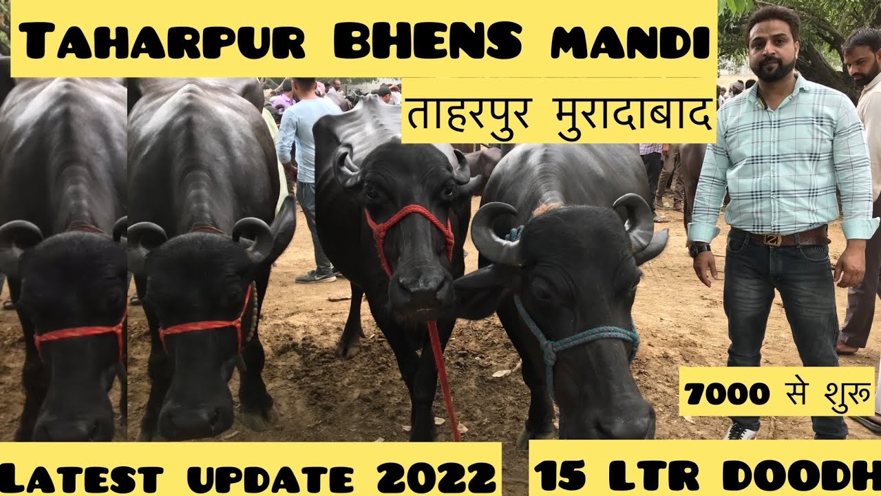 TAHARPUR BHENS MANDI MORADABAD || ताहरपुर मुरादाबाद || #bhainsmandi # ...
