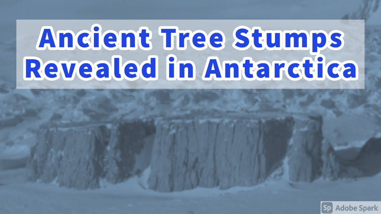 ANTARCTICA HAS ANCIENT GIANT TREE STUMPS ON OUR FLAT EARTH! - YouTube