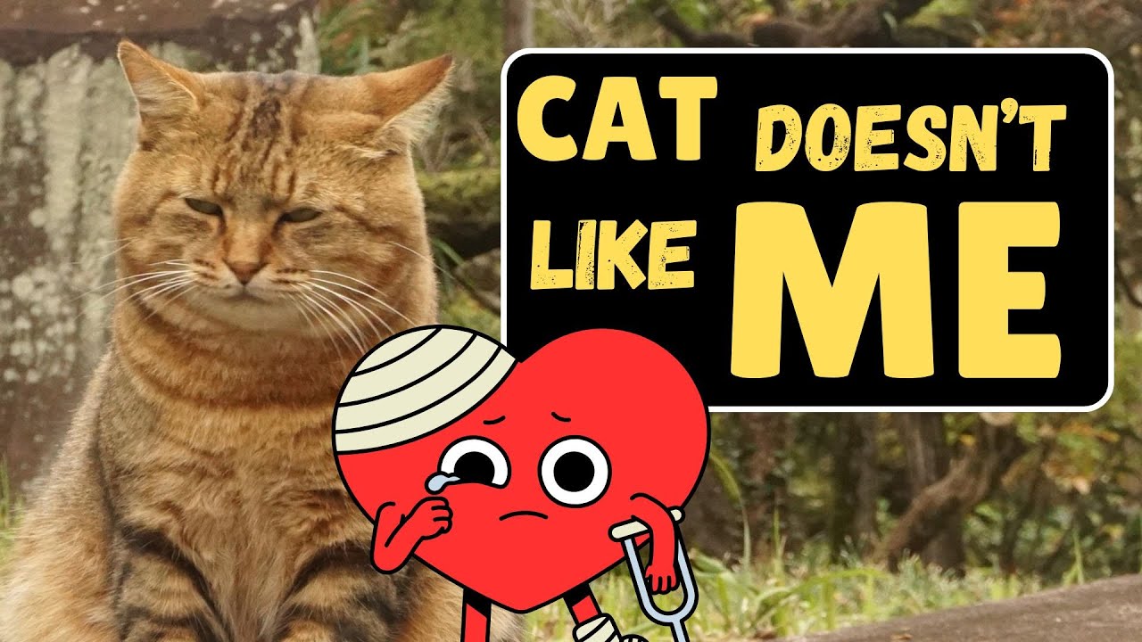 Why Does My Cat Hate Me? (IMPORTANT REASONS!) - YouTube