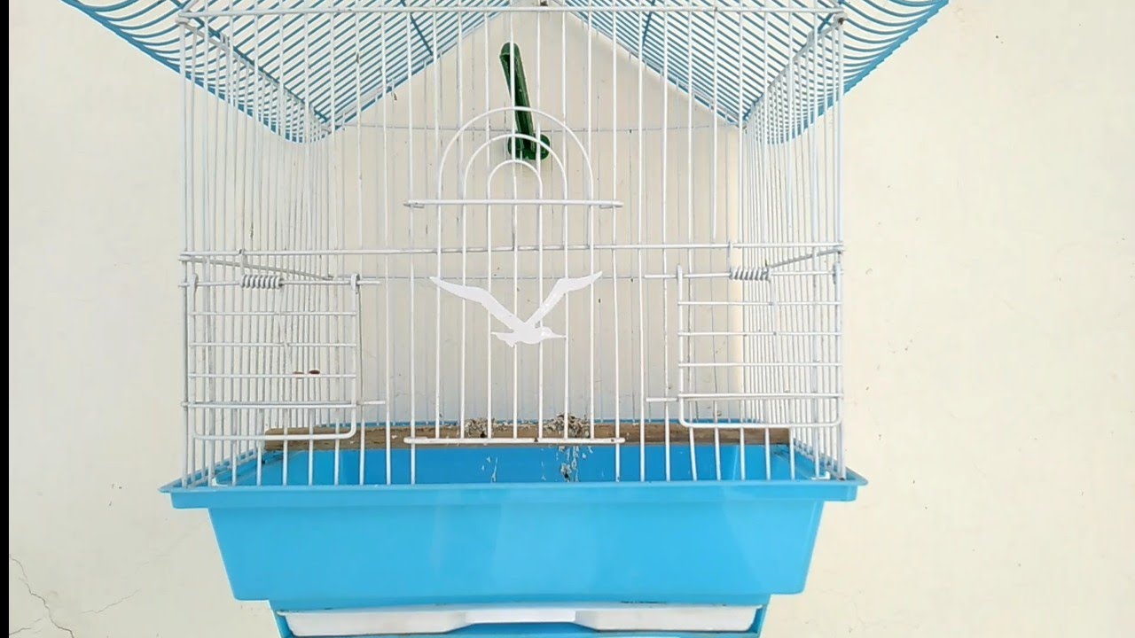 Hamara Gulsar Bird UR Geya |Gulsar Bird Chala Geya |Jibran Fancy Birds ...