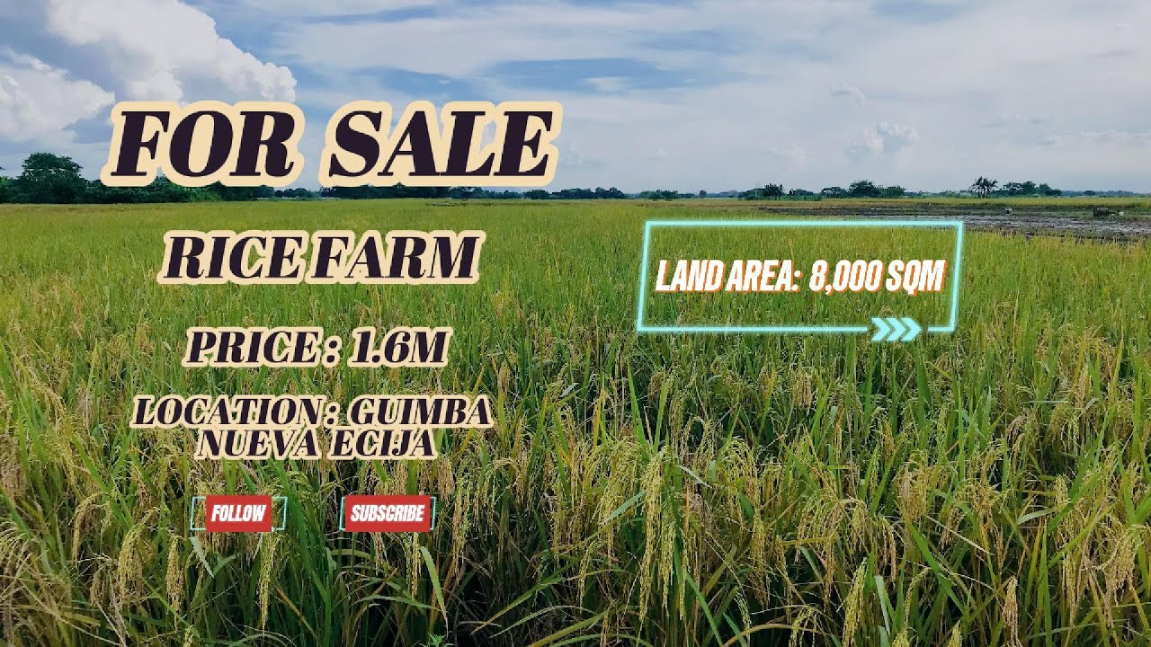 (V380) 8,000 SQM RICE FARM, PRICE 1.6M, LOCATION GUIMBA NUEVA ECIJA ...